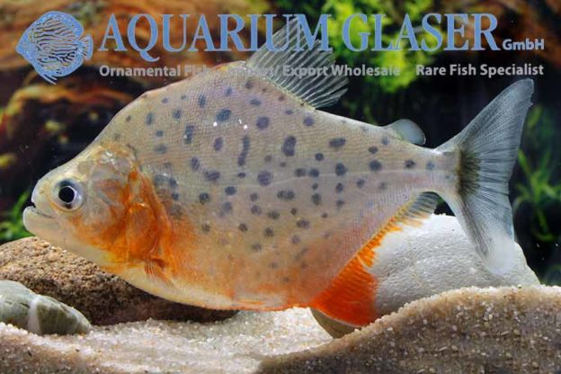 09. Characoids: tetra relationship - Page 4 of 5 - Aquarium Glaser GmbH