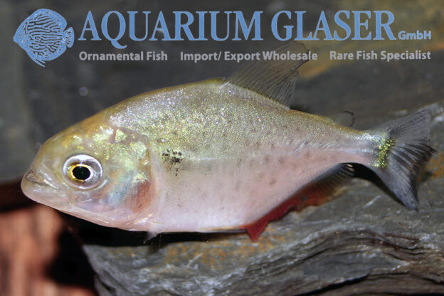 Pygocentrus cariba ( = P. notatus) - Aquarium Glaser GmbH