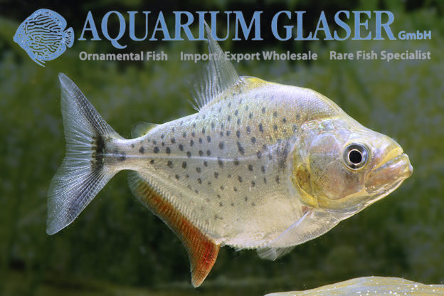 Serrasalmus cf. sanchezi "Pará" - Aquarium Glaser GmbH