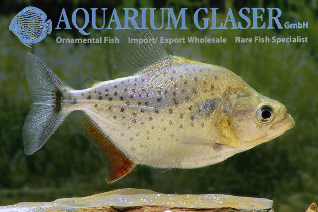 Serrasalmus cf. sanchezi "Pará" - Aquarium Glaser GmbH