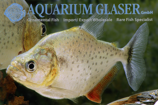 Serrasalmus cf. sanchezi "Pará" - Aquarium Glaser GmbH