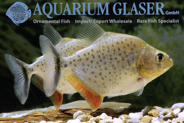 Serrasalmus cf. sanchezi "Pará" - Aquarium Glaser GmbH