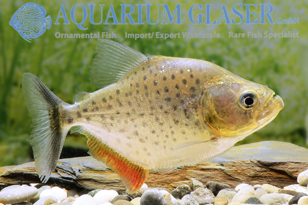 Serrasalmus cf. sanchezi "Pará" - Aquarium Glaser GmbH