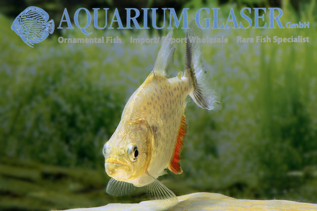 Serrasalmus cf. sanchezi "Pará" - Aquarium Glaser GmbH