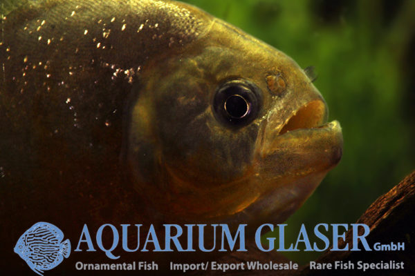 Pygocentrus piraya - Aquarium Glaser GmbH