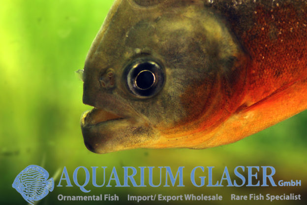 Pygocentrus piraya - Aquarium Glaser GmbH