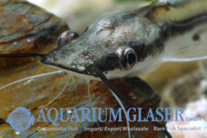 Sorubim lima - Aquarium Glaser GmbH