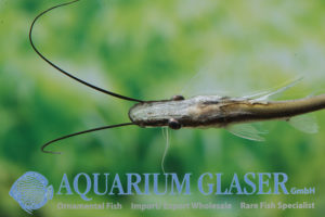 Sorubim lima - Aquarium Glaser GmbH