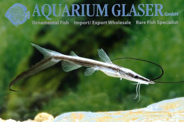 Sorubim lima - Aquarium Glaser GmbH