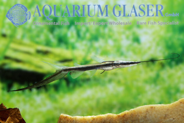 Sorubim lima - Aquarium Glaser GmbH