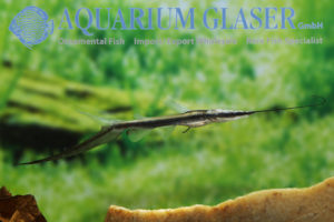 Sorubim lima - Aquarium Glaser GmbH