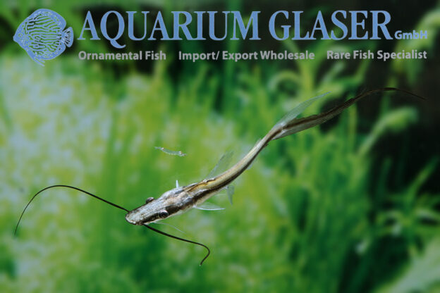 Sorubim lima - Aquarium Glaser GmbH