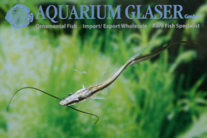 Sorubim lima - Aquarium Glaser GmbH