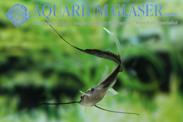 Sorubim lima - Aquarium Glaser GmbH