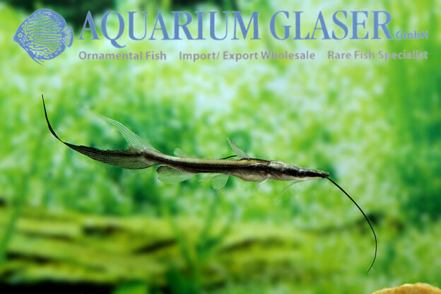 Sorubim lima - Aquarium Glaser GmbH