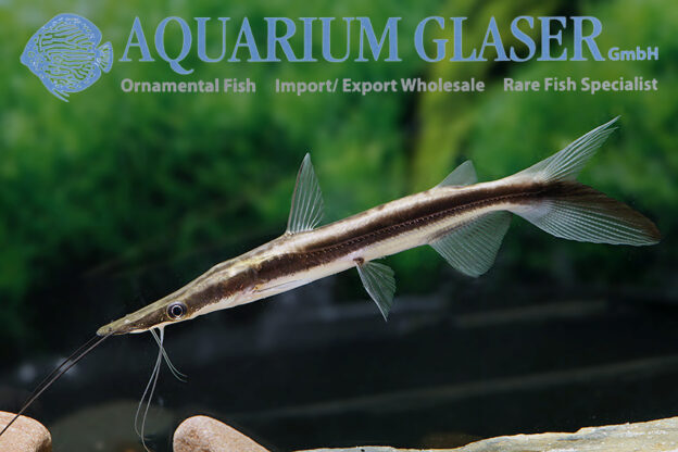 Sorubim lima - Aquarium Glaser GmbH