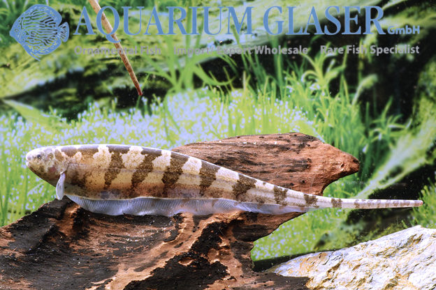 11. Gymnotiformes: Knifefishes of the New World - Aquarium Glaser GmbH