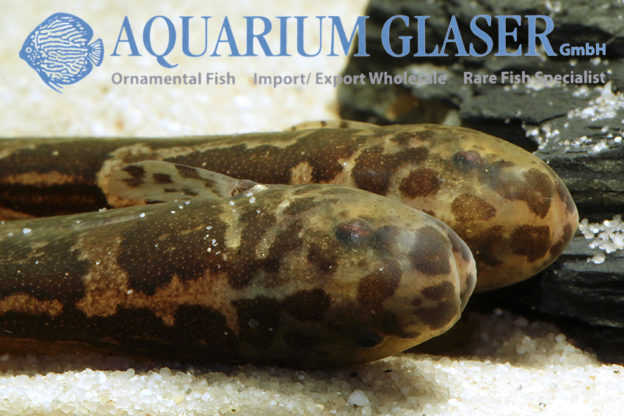 11. Gymnotiformes: Knifefishes of the New World - Aquarium Glaser GmbH