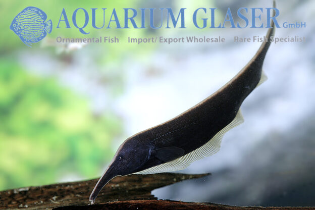 11. Gymnotiformes: Knifefishes of the New World - Aquarium Glaser GmbH