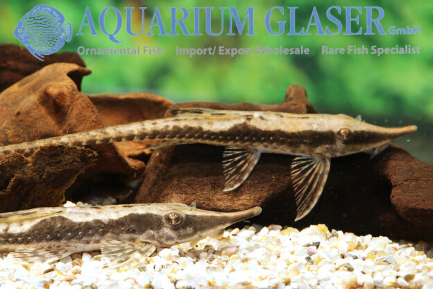 Sturisoma cf. ghazziae - Aquarium Glaser GmbH