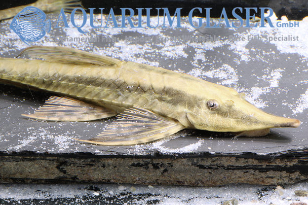 The sturgeon catfishes of Paraguay: Sturisoma barbatum or S. robustum ...
