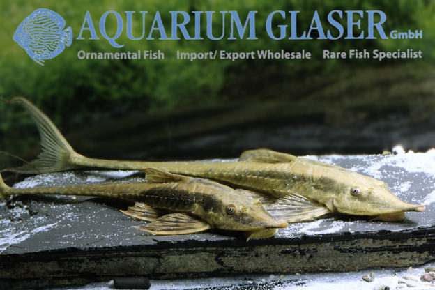 The sturgeon catfishes of Paraguay: Sturisoma barbatum or S. robustum ...