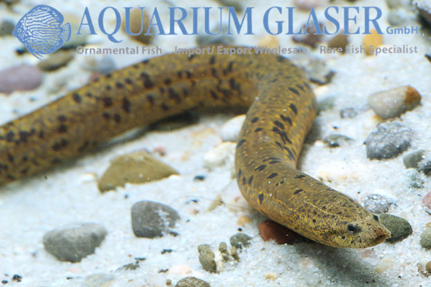 Synbranchus marmoratus - Aquarium Glaser GmbH