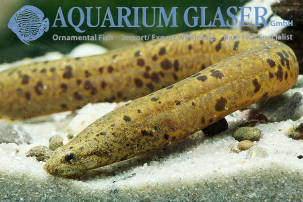 Synbranchus marmoratus - Aquarium Glaser GmbH