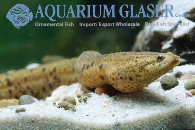 22. Spiny eels - Aquarium Glaser GmbH