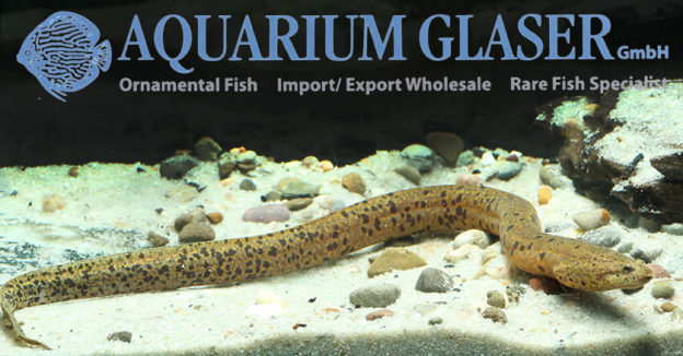 Synbranchus marmoratus - Aquarium Glaser GmbH