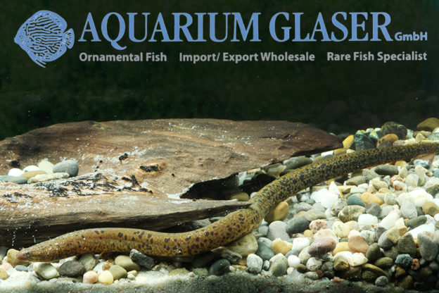 Synbranchus marmoratus - Aquarium Glaser GmbH