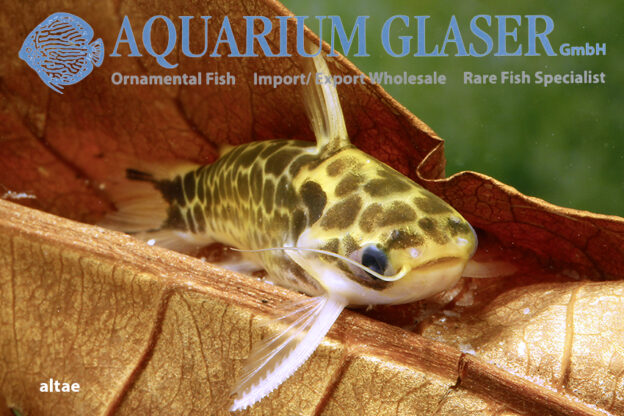 Tatia perugiae and Tatia cf. altae - Aquarium Glaser GmbH