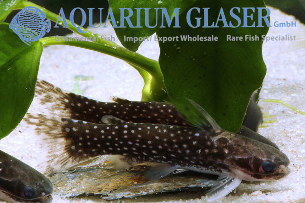 Tatia galaxias - Aquarium Glaser GmbH