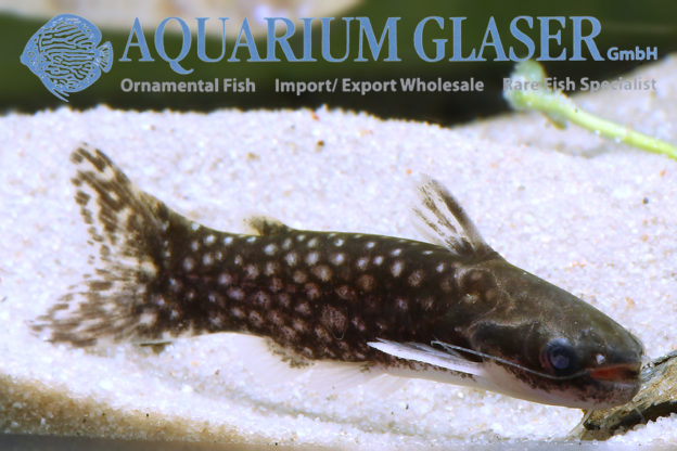 Tatia galaxias - Aquarium Glaser GmbH