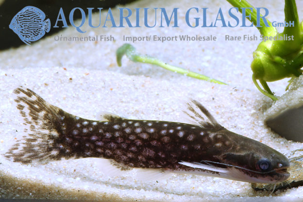 Tatia galaxias - Aquarium Glaser GmbH