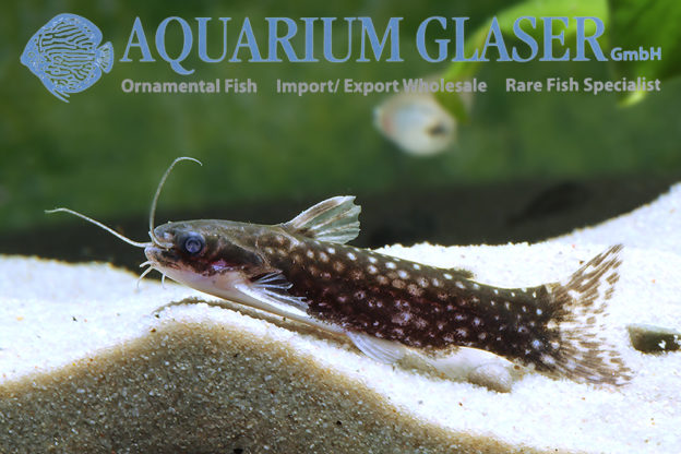 Tatia galaxias - Aquarium Glaser GmbH