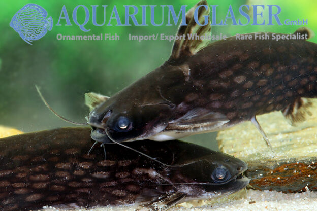 Tatia intermedia - Aquarium Glaser GmbH