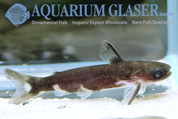 Tatia musaica/ Centromochlus musaicus - Aquarium Glaser GmbH