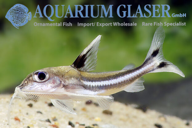 Tenellus trimaculatus - Aquarium Glaser GmbH