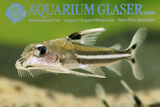 10c. Catfishes: remaining catfish from South America - Aquarium Glaser GmbH