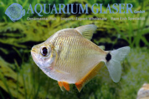 Tetragonopterus argenteus - Aquarium Glaser GmbH