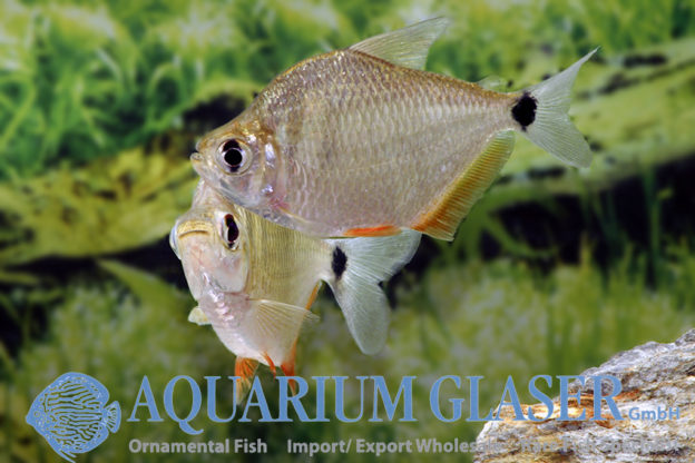 Paraguay big eye tetra - Aquarium Glaser GmbH