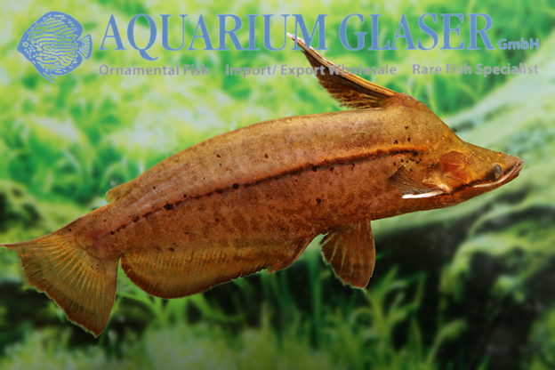 Tetranematichthys wallacei - Aquarium Glaser GmbH