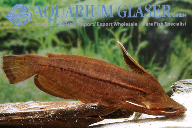 Tetranematichthys wallacei - Aquarium Glaser GmbH