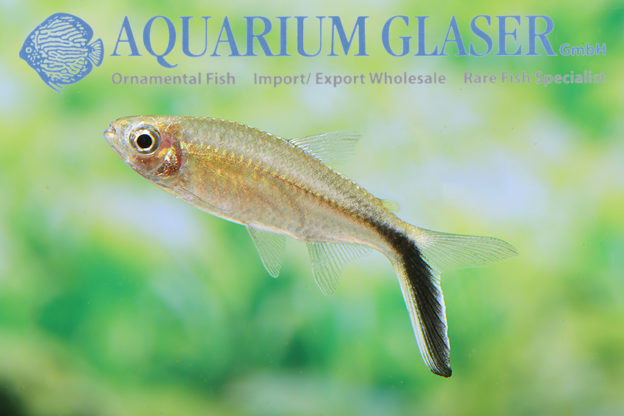 09. Characoids: tetra relationship - Aquarium Glaser GmbH