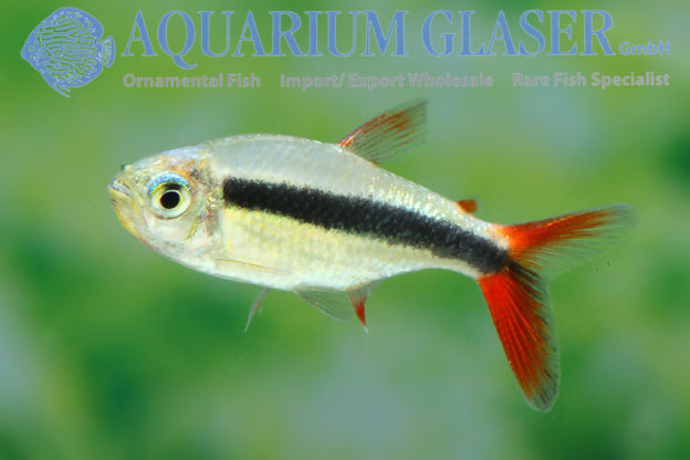 Thayeria sp. Red Tail Teles Pires - Aquarium Glaser GmbH