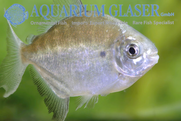 09. Characoids: tetra relationship - Page 2 of 5 - Aquarium Glaser GmbH