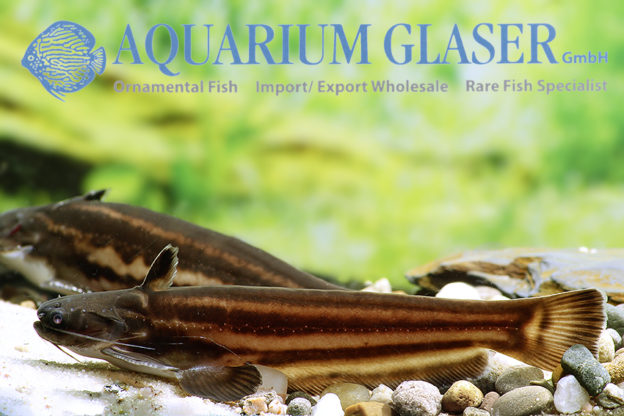 Trachelyopterichthys taeniatus - Aquarium Glaser GmbH
