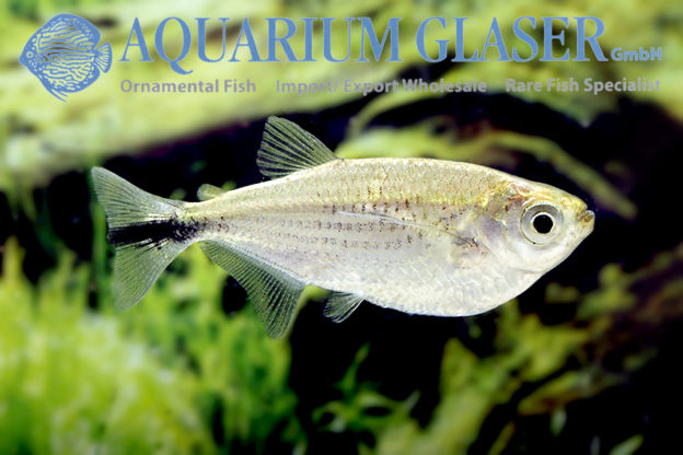 09. Salmlerverwandte - Seite 2 von 5 - Aquarium Glaser GmbH