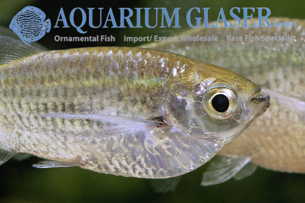 09. Characoids: tetra relationship - Aquarium Glaser GmbH